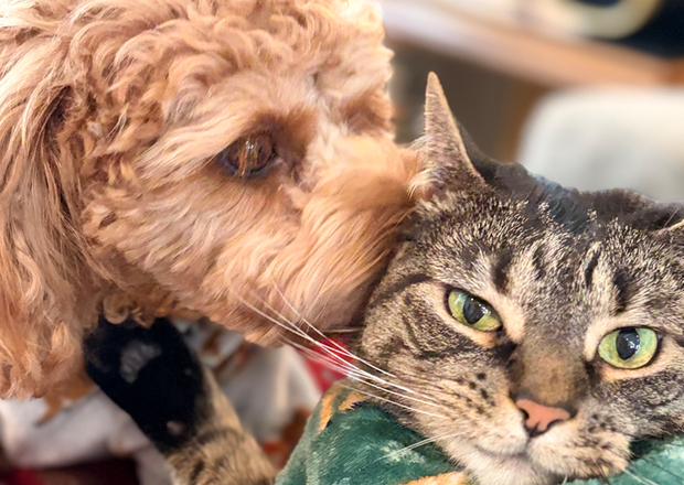 Photos: Marylanders have fun in the snow after weekend's winter storm