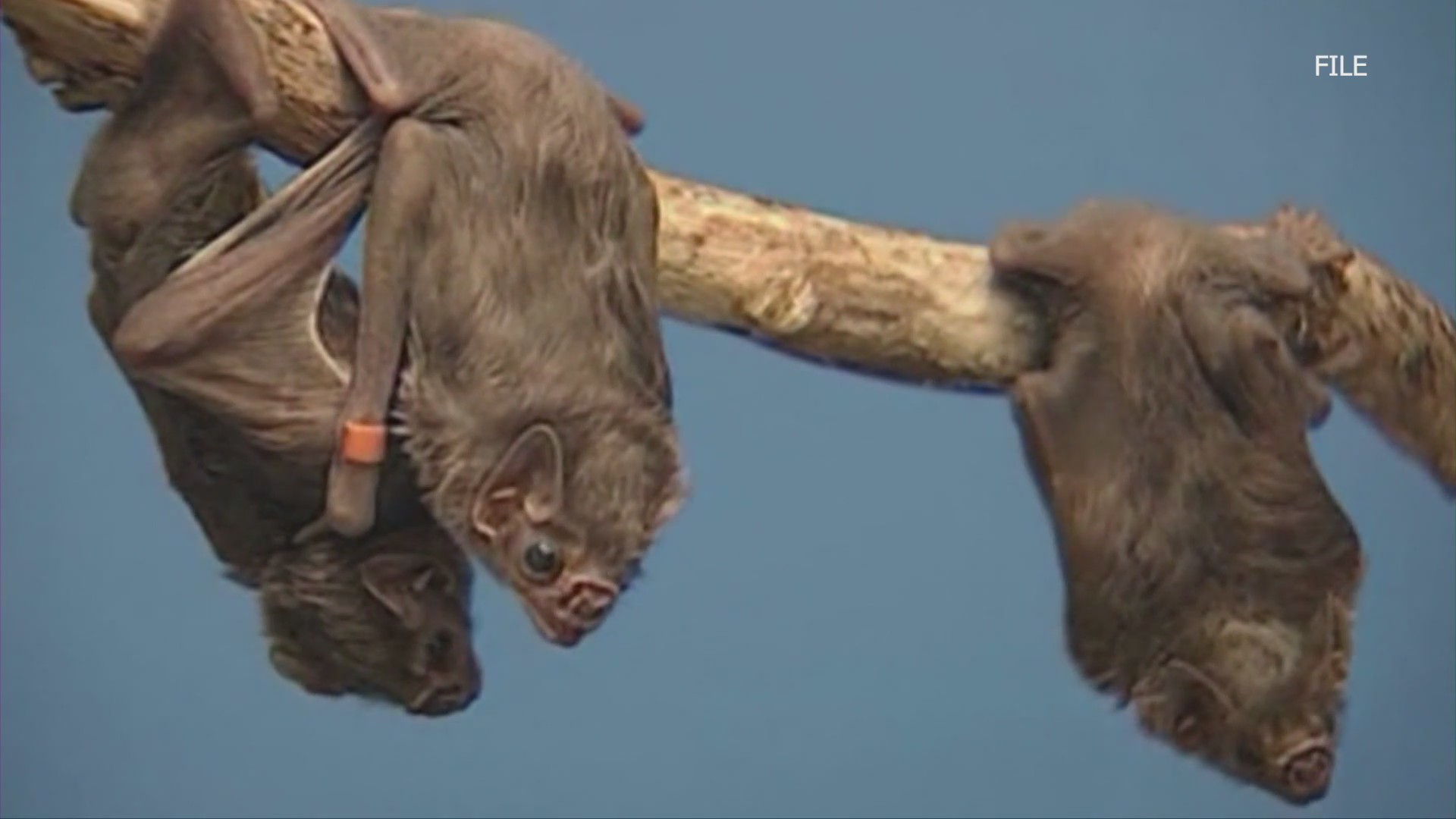 Bat tests positive for rabies in Rancho Margarita