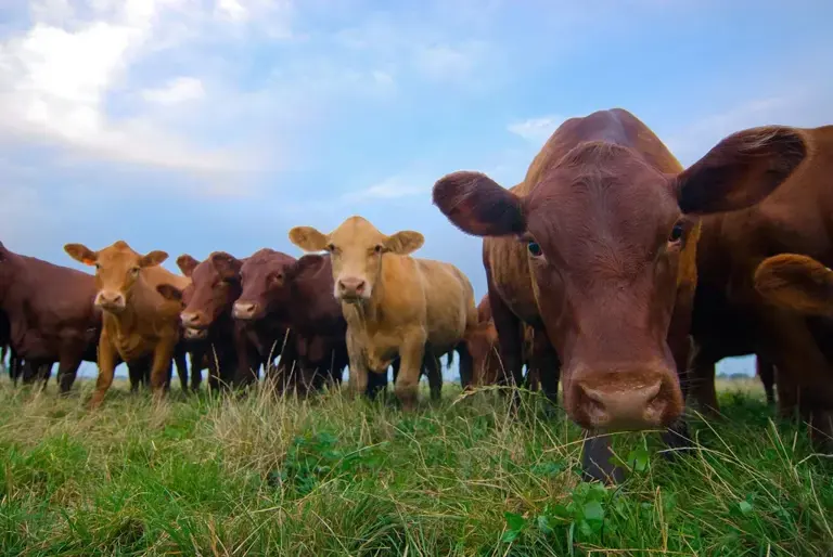 The dark truth about "grass-fed" beef: The legal gray area tricking ...