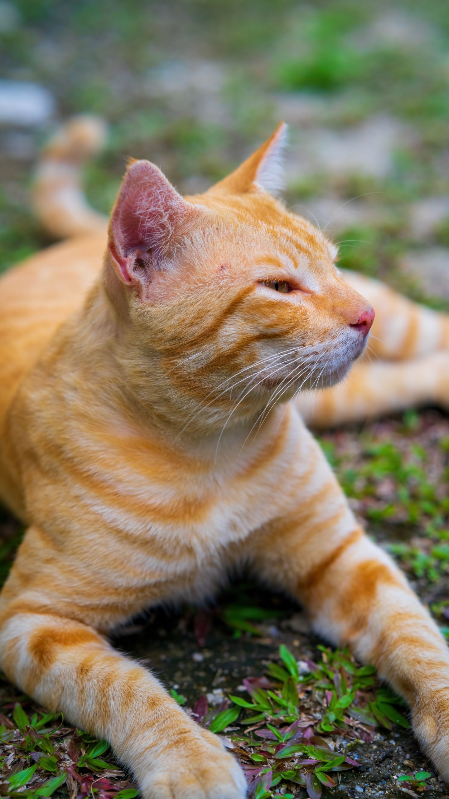 11 orange cat breeds with striking looks