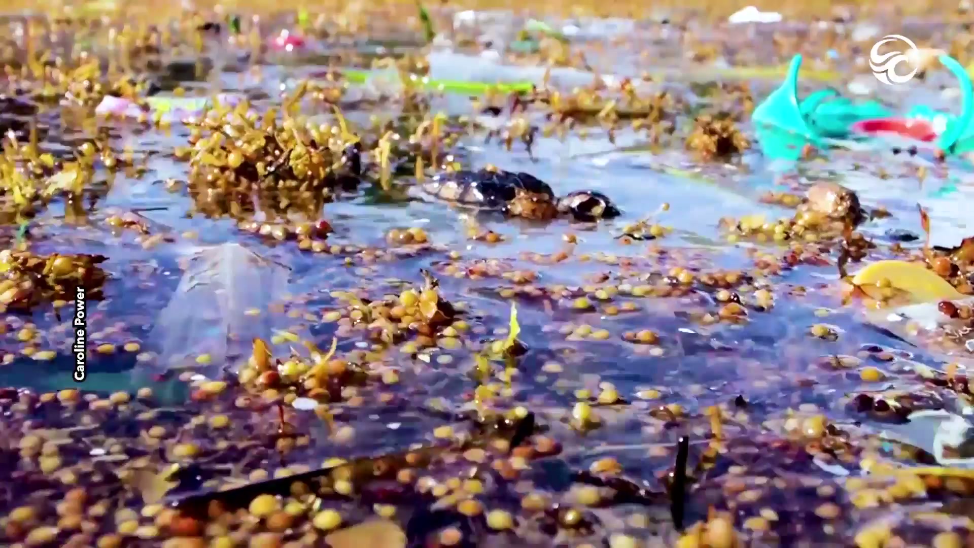 Sea turtles rescued from ocean of trash