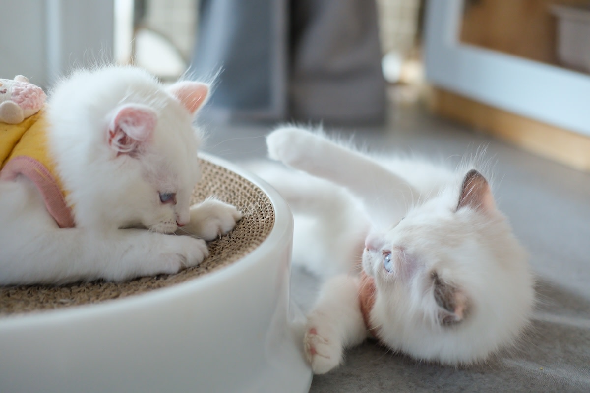 Ragdoll cat mom brings human baby her kittens like 'Tag, you're it!'