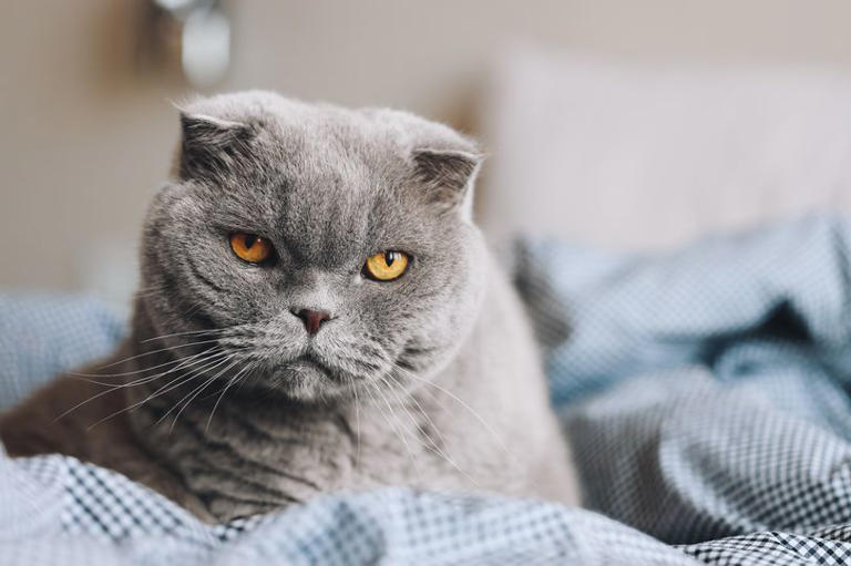 Vet names five best cat breeds for first-time owners including a ...