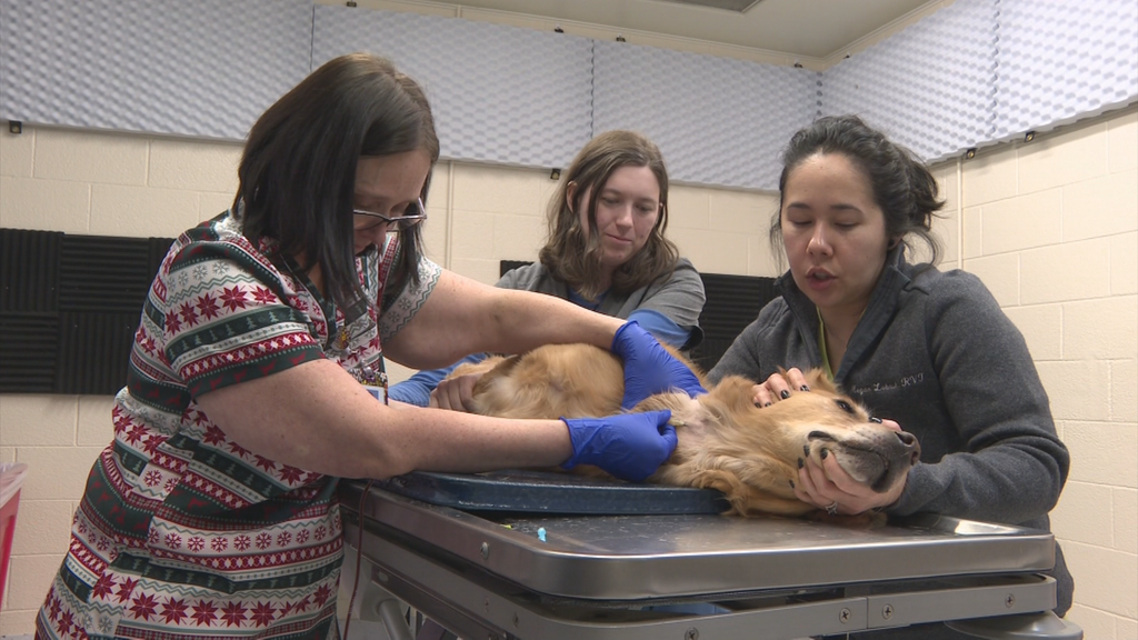 Dogs and cats needed for blood donations at Northern Colorado ...