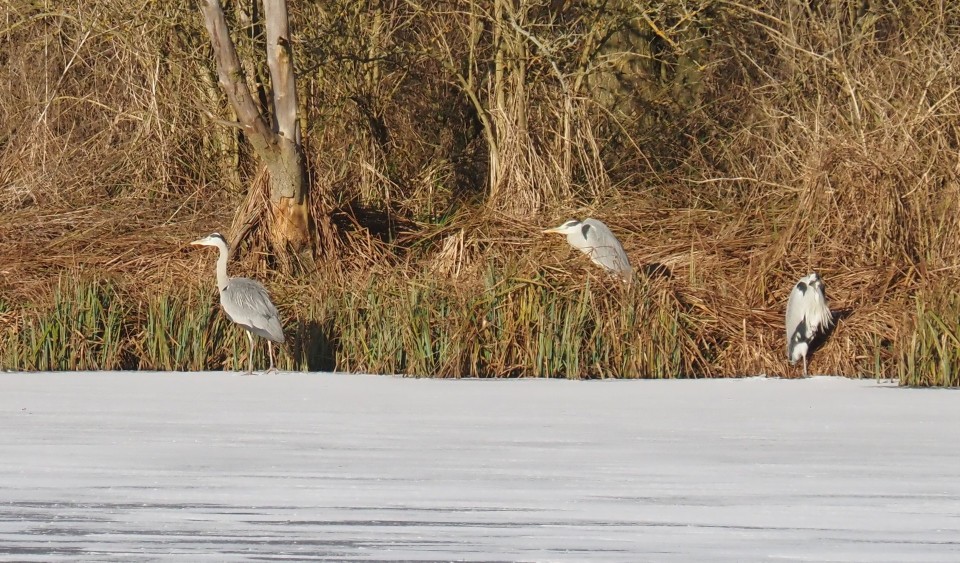 Łódzcy ornitolodzy liczyli ptaki. I oto, co wypatrzyli nad Nerem