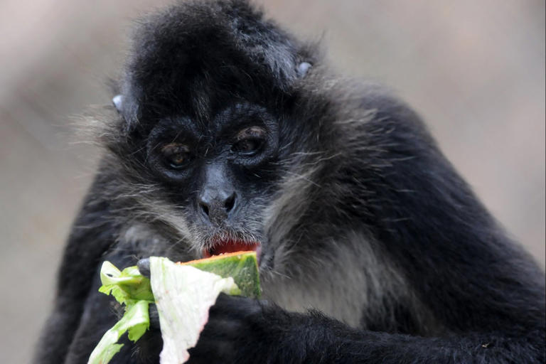 Spider monkeys share 'insider knowledge' about this key aspect of life