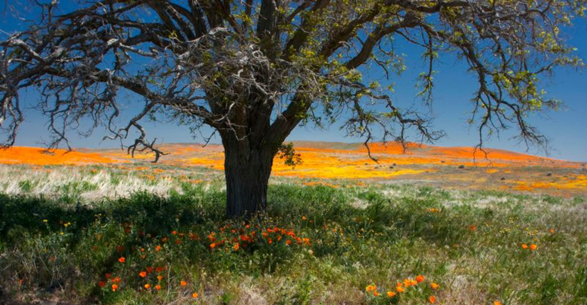This breathtaking California wildflower reserve feels like walking ...
