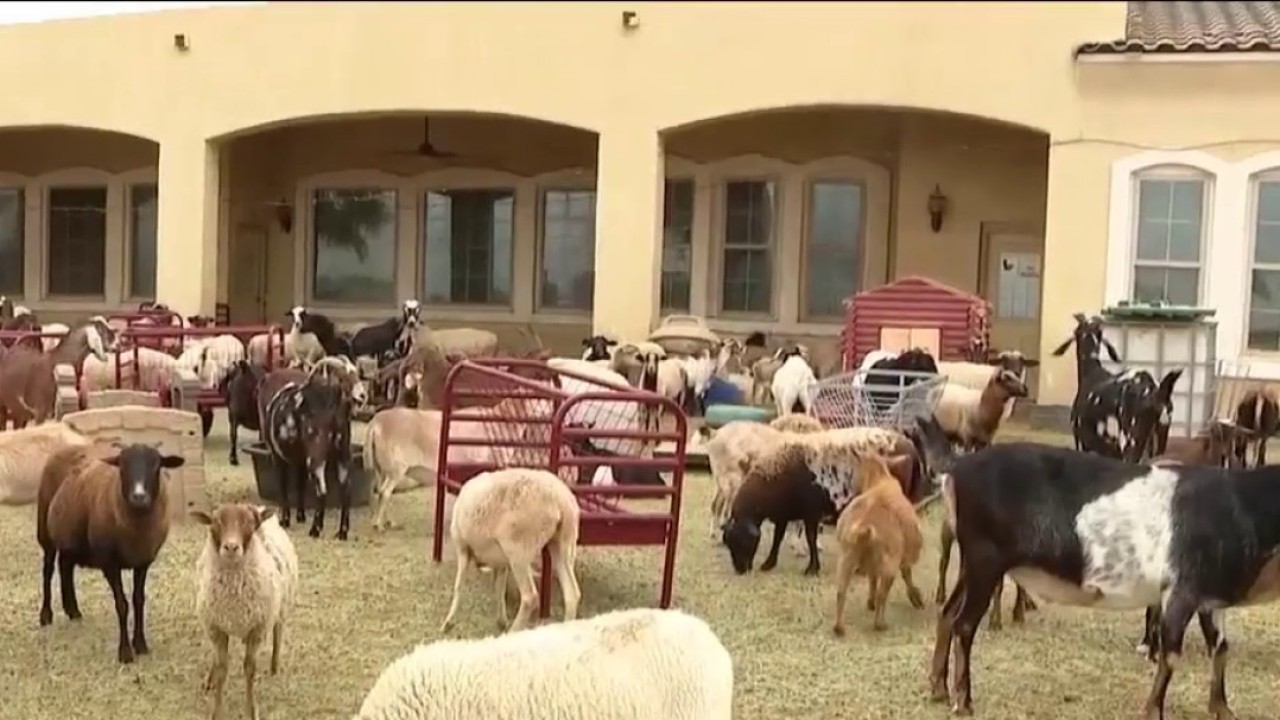 Farm Angels Sanctuary wins international award