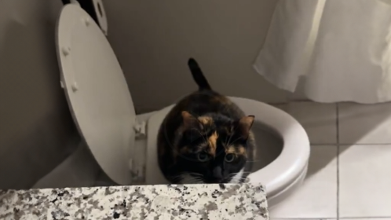 Cat masters its own toileting trick