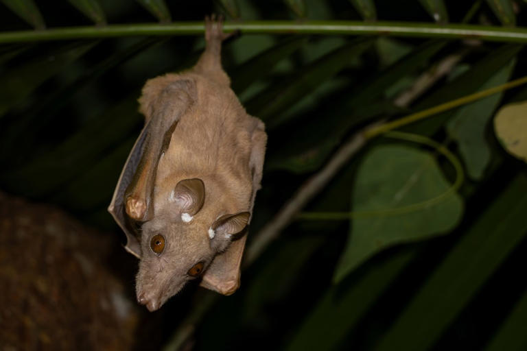 Rabid bat found near popular SoCal hiking trail prompts warning for ...