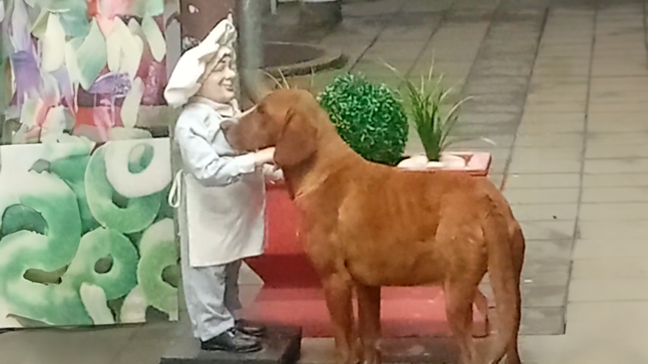 Dog gets a "statue petting"