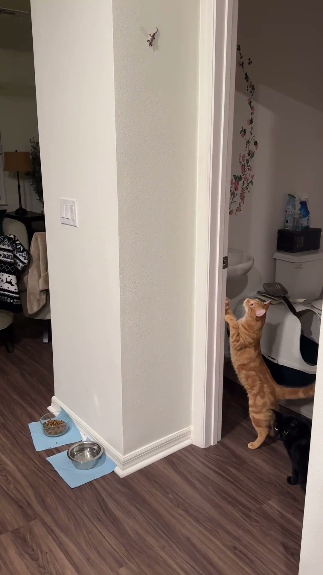 Cat is trying to figure out how to get the lizard toy that's taped on ...