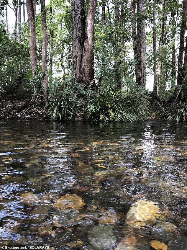 Australia Day long weekend tragedy as two men drown and a pregnant ...