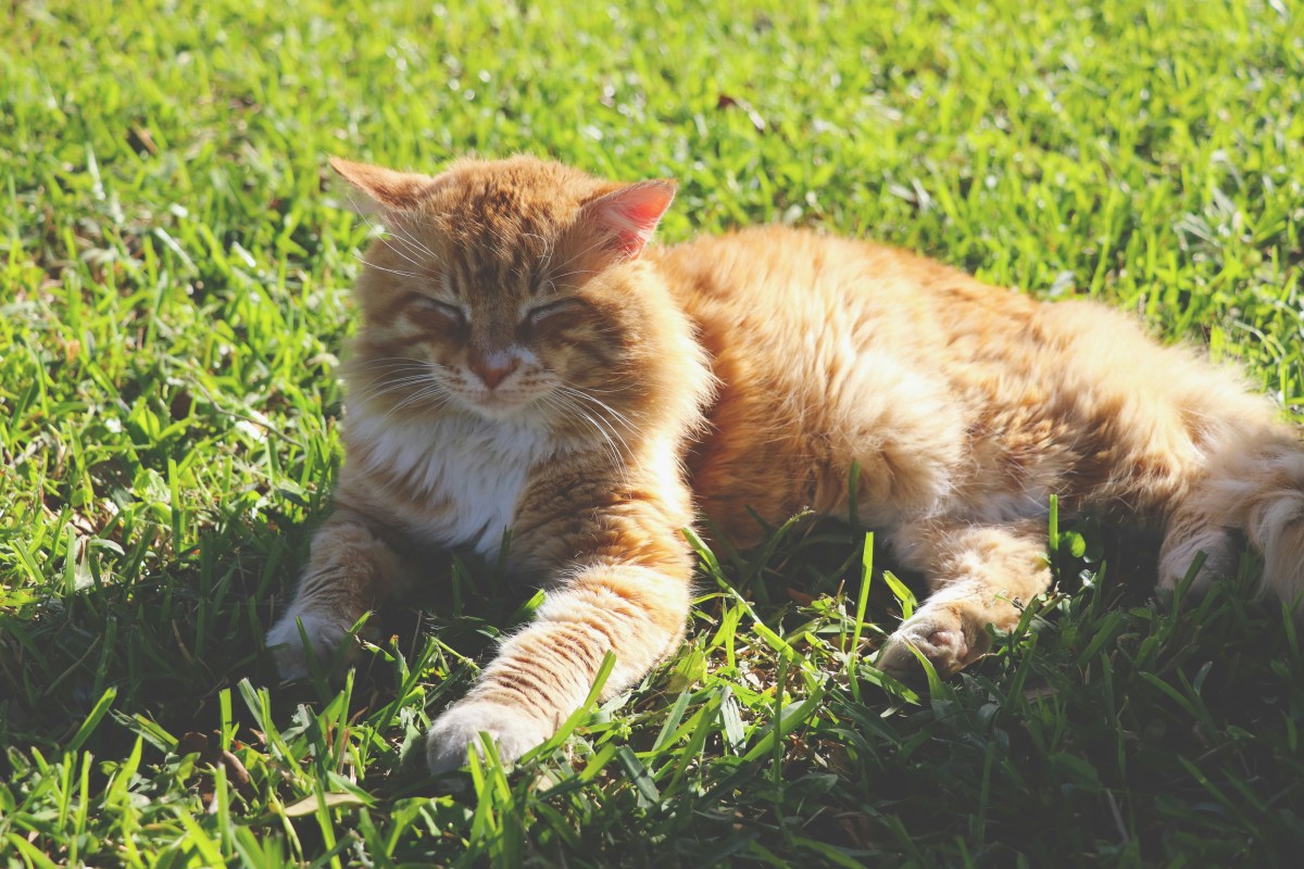 Orange cat's zen-like, slow biscuits have the internet obsessed