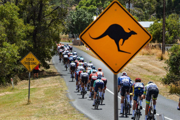 Multiple people injured after kangaroos suddenly hopped onto bike race ...