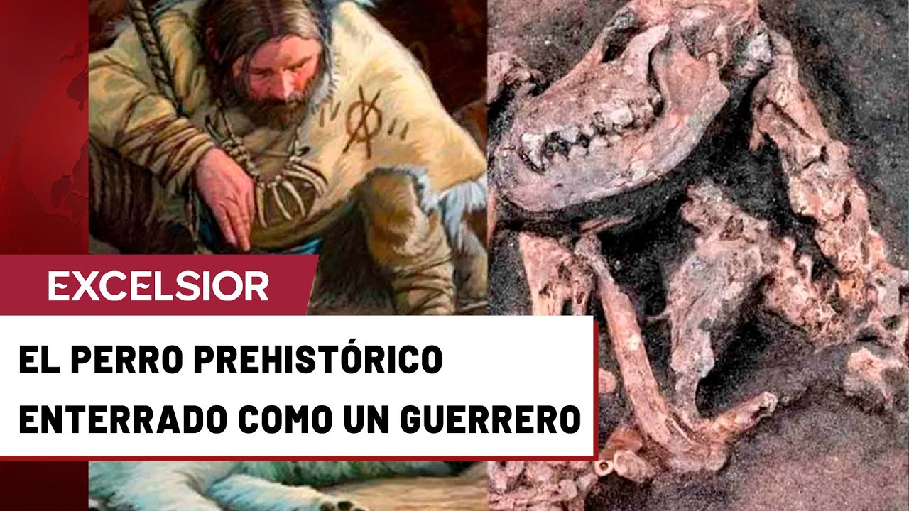 Hallan en Suecia un perro de hace 5 mil años enterrado con una daga