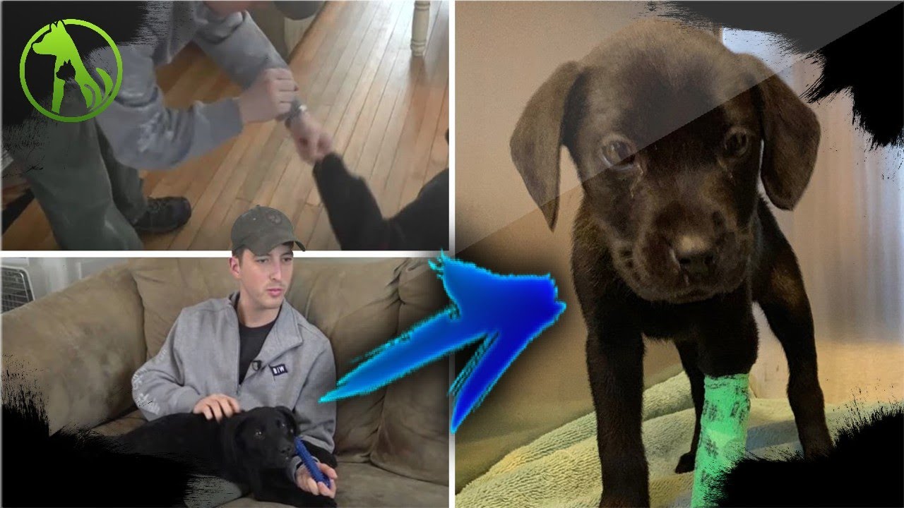 Deaf man adopts a deaf puppy and teaches him sign language