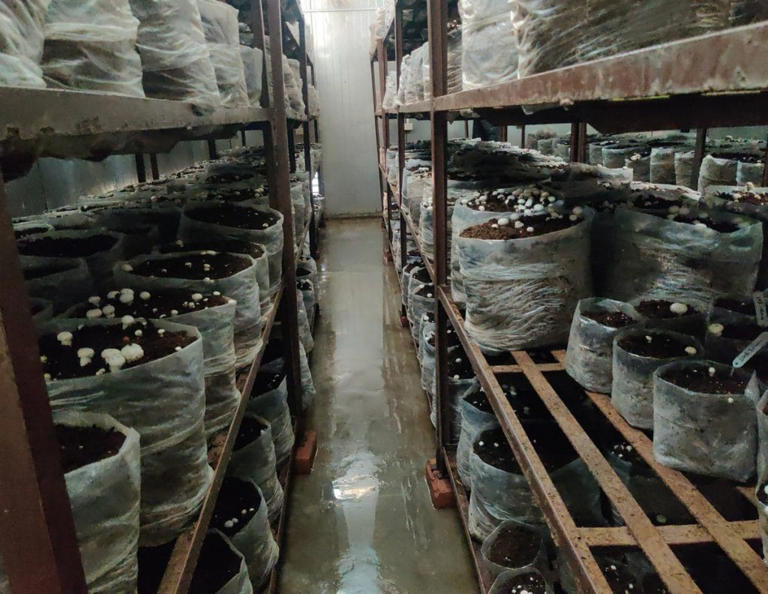 The Solan mushroom 'bank' helping farmers grow empires, UP to Odisha