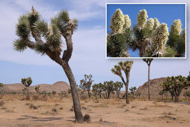 Iconic Joshua trees bloomed earlier than usual this year — and it could ...