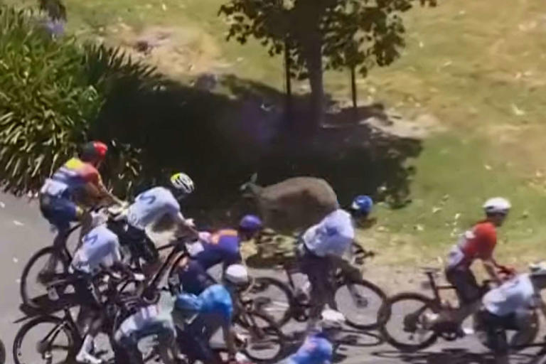 Multiple people injured after kangaroos suddenly hopped onto bike race ...