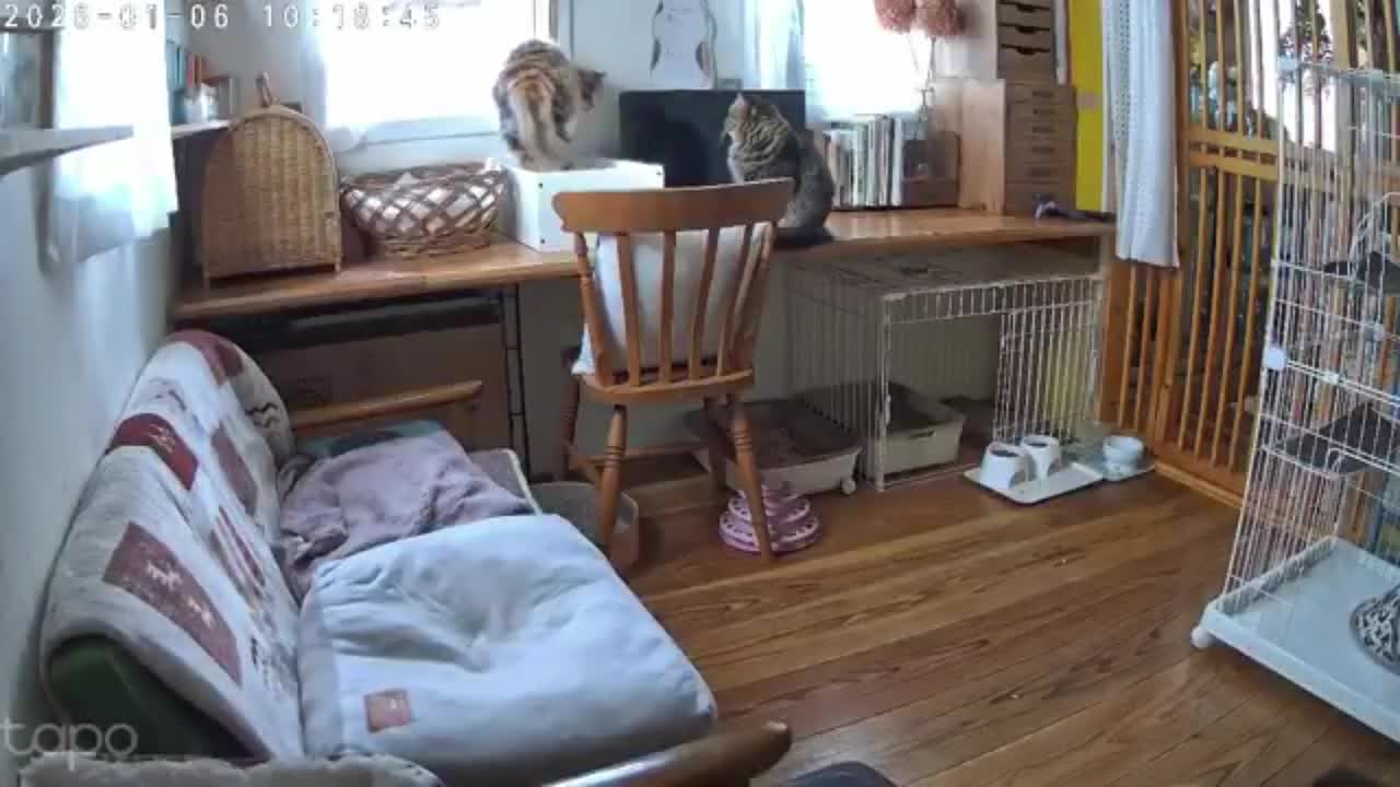 Cats calmly observe earthquake in Hakuchi, Tottori, Japan