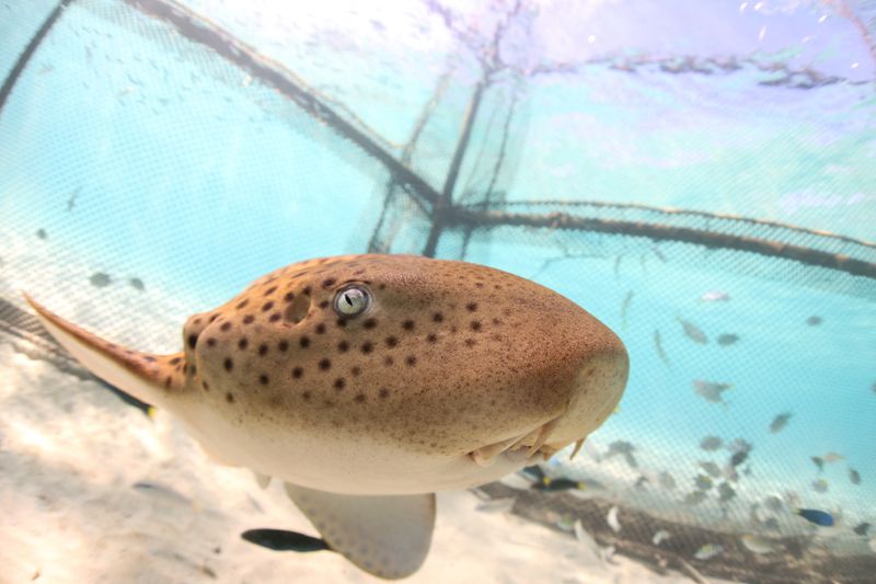 Thailand releases endangered leopard sharks in conservation push