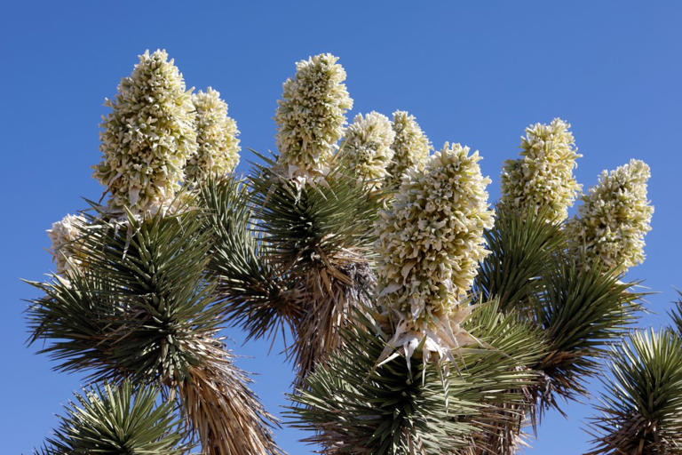 Iconic Joshua trees bloomed earlier than usual this year — and it could ...
