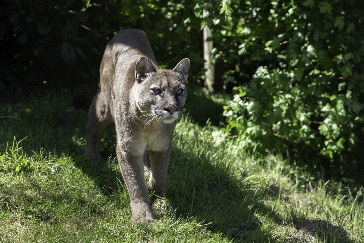 Woman killed by mountain lion in Colorado, trail closed after new sighting