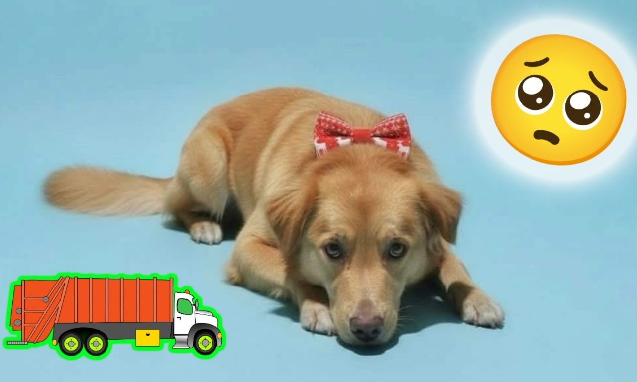 Donatello, el perrito que fue arrojado a la basura y hoy espera una ...