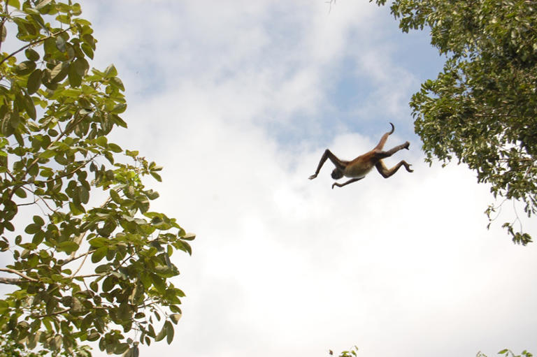 Spider monkeys share knowledge to find best fruit trees, research finds