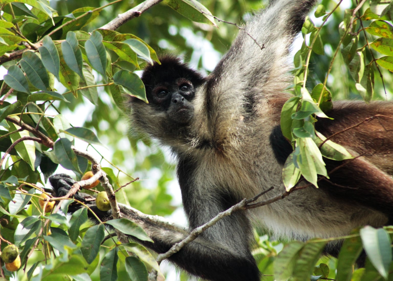 Spider monkeys share knowledge to find best fruit trees, research finds