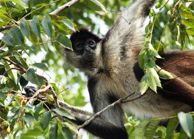 Spider monkeys share knowledge to find best fruit trees, research finds