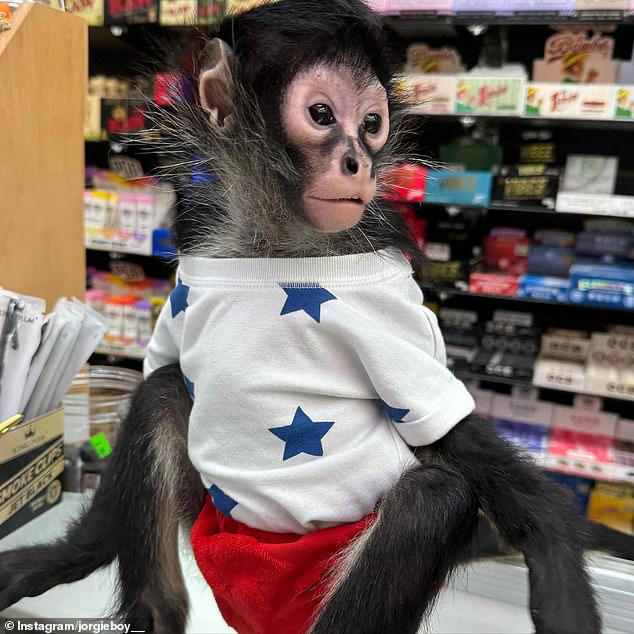 Pet monkeys 'could be seized and killed' in England as ban looms amid ...