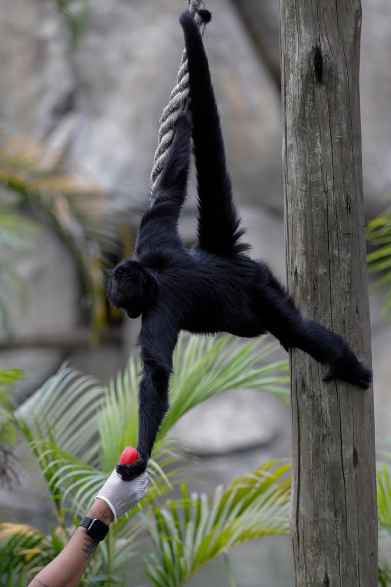 Spider monkeys share 'insider knowledge' about this key aspect of life