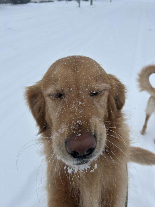 Photos: Views of the snowstorm around RI, SE Mass.