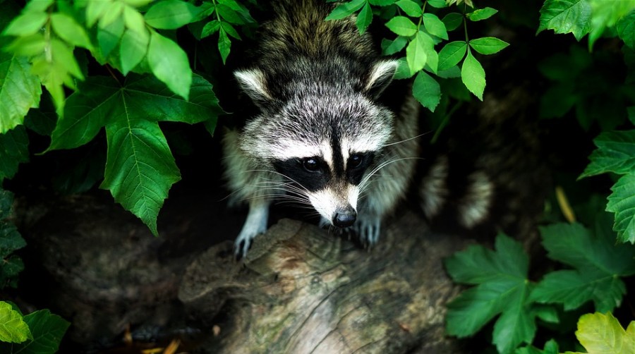 Raccoon tests positive for rabies in Harris County, residents urged to ...