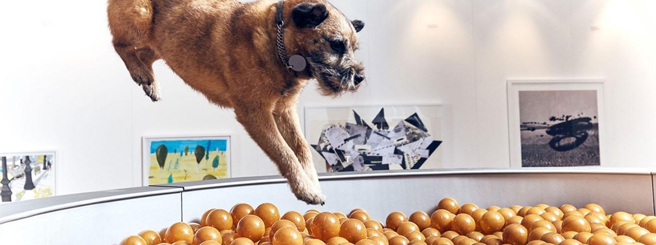 La sorprendente exposición de arte para perros que convierte el juego ...