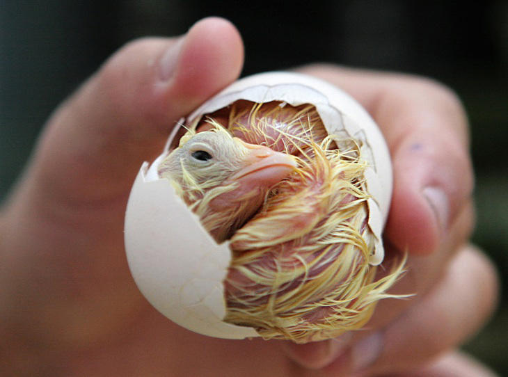 Nhật Bản dùng AI xác định giới tính gà con từ trong trứng, chính xác 97%