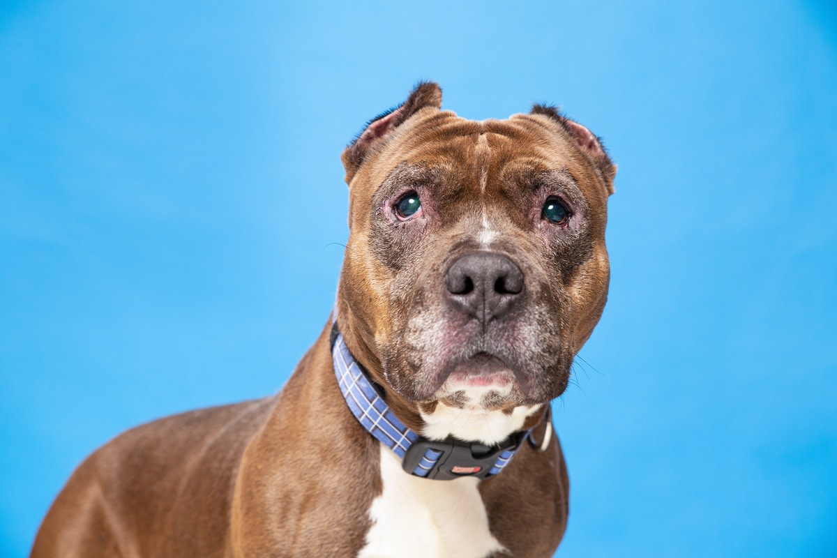 Pit bull 'throws a tantrum' if mom works past 5:00pm