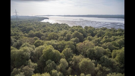 Mapping tool helps citizens compute mangrove loss due to coastal road