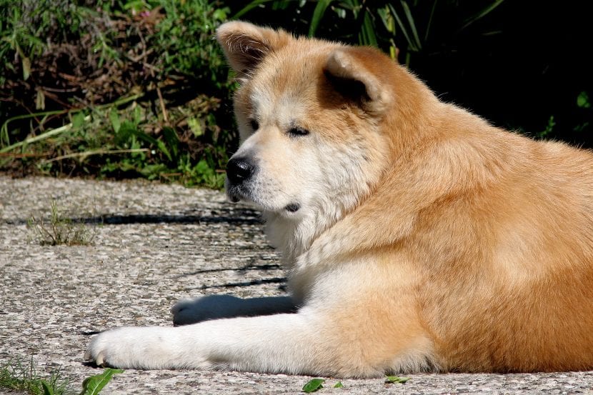 Akita Inu: características, carácter, cuidados y salud del perro ...