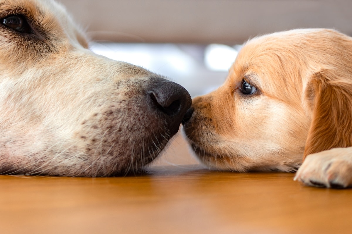 Golden retriever dad getting smothered with puppy kisses is cuteness ...