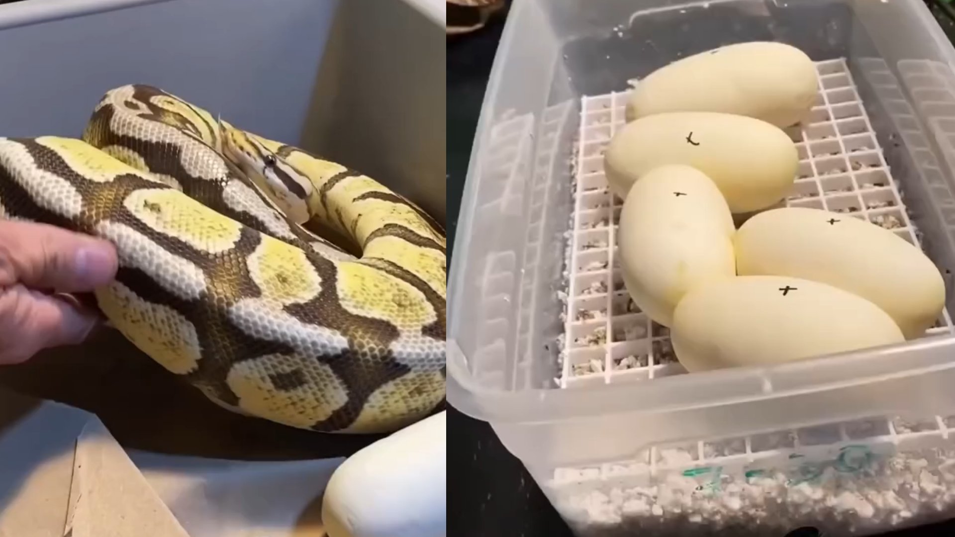 One of the best ball python clutches ever! *Full hatch*