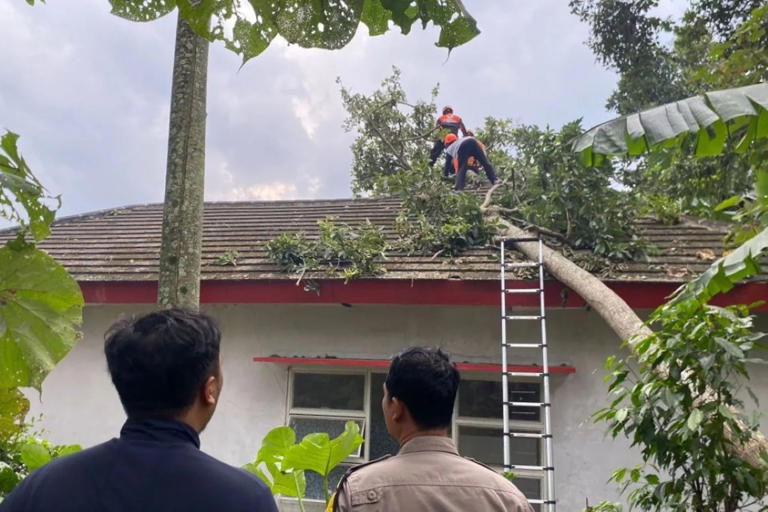 Pohon tumbang akibat angin kencang tewaskan warga Jember