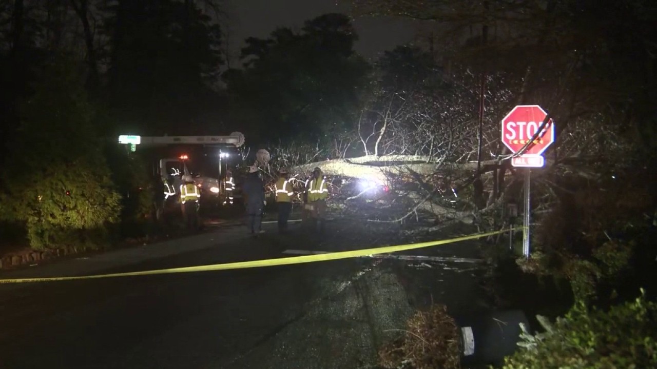 Morningside power restored after massive tree falls