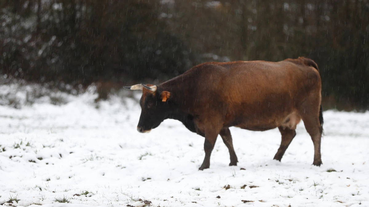 Galicia encara una semana de temporal: vuelve la lluvia intensa, el ...