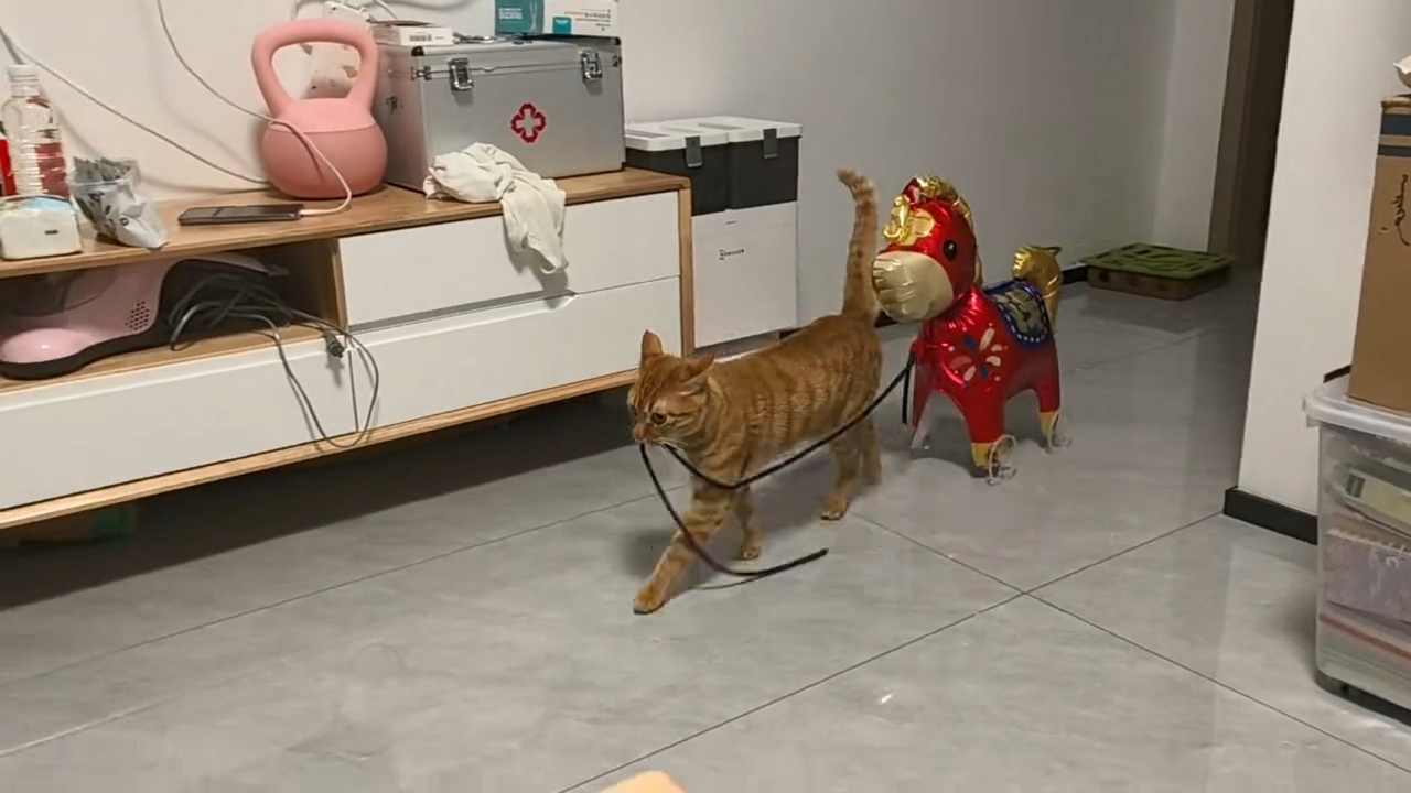 Playful cat drags balloon across room in Neimenggu, China