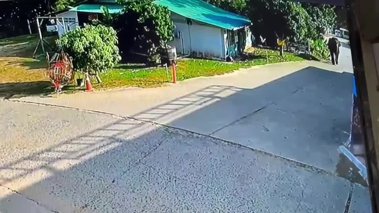 Runaway elephant charges at tourist riding quad bike through camp site