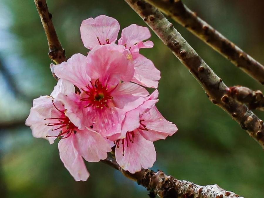 Sakura tree blooms in Baguio