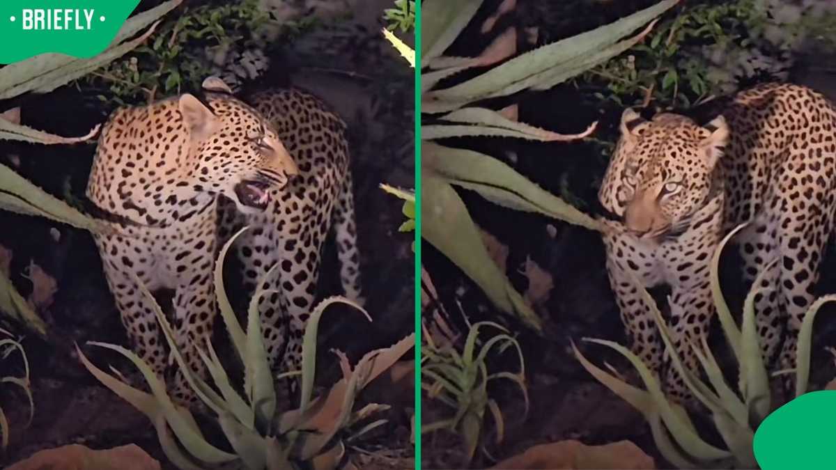 Man stunned as leopard casually walks through his driveway near Kruger